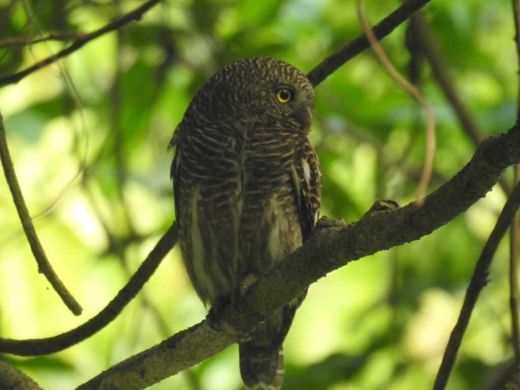 Birds of Assam – Arijit Purkayastha