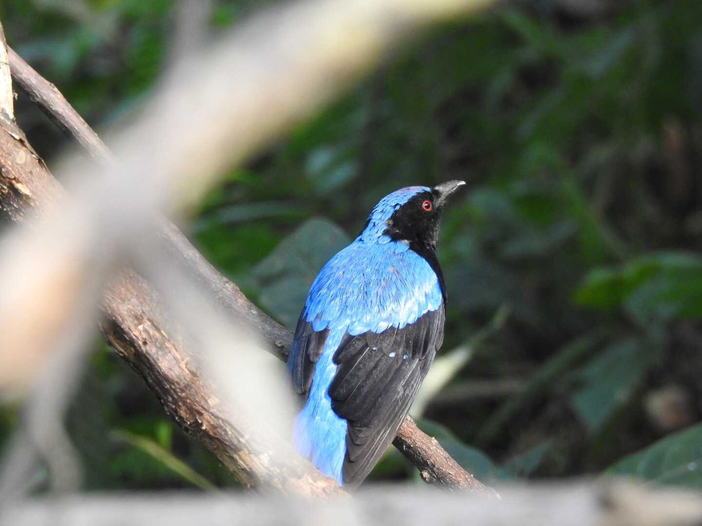 Birds of Assam – Arijit Purkayastha