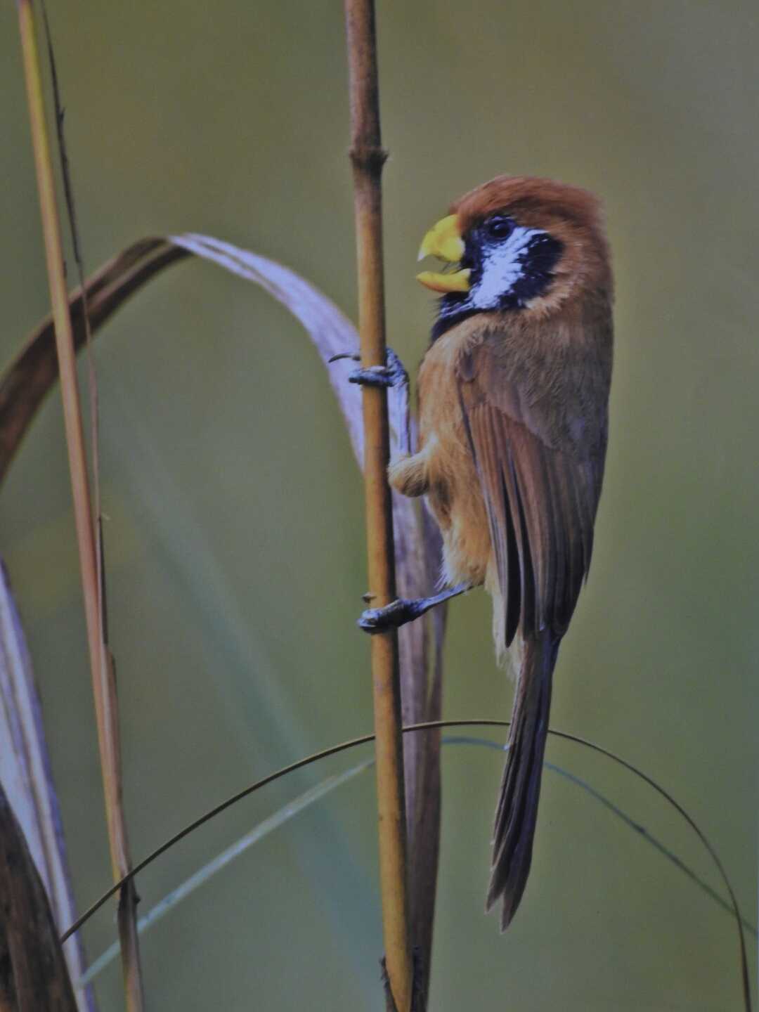 Birds of Assam – Arijit Purkayastha