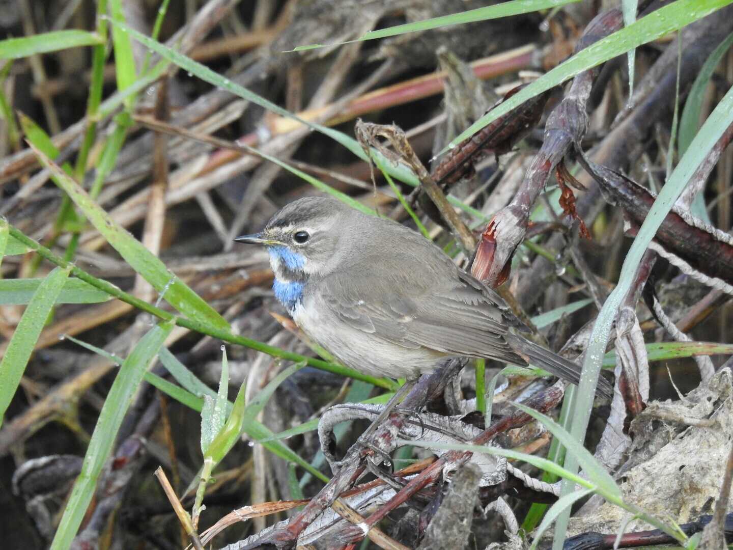 Birds of Assam – Arijit Purkayastha