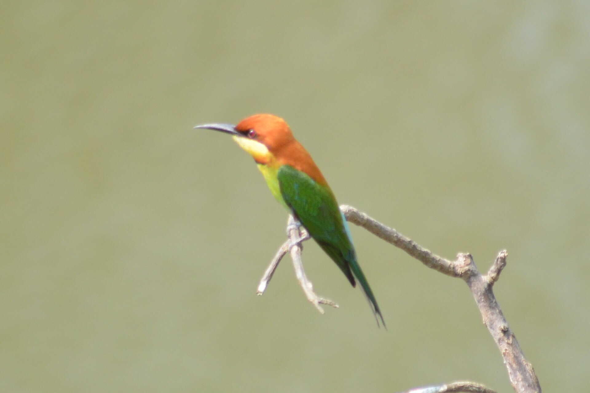 Birds of Assam – Arijit Purkayastha