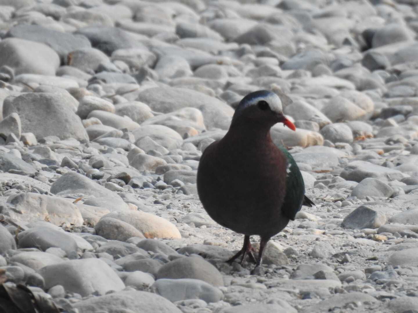 Birds of Assam – Arijit Purkayastha