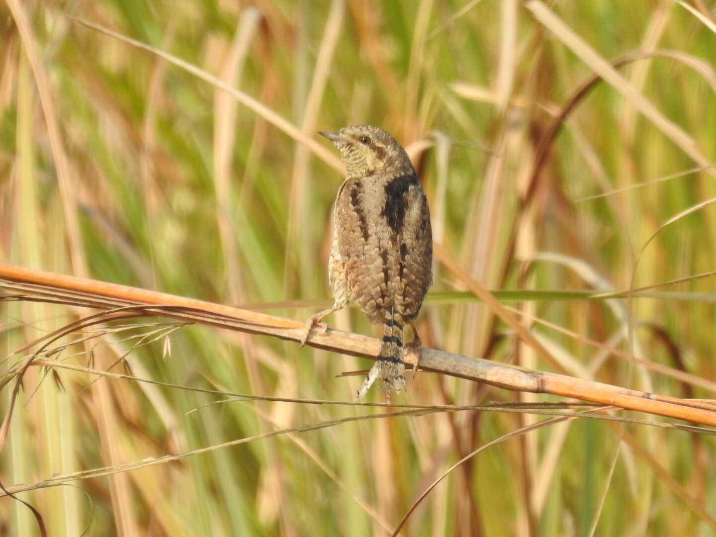 Birds of Assam – Arijit Purkayastha